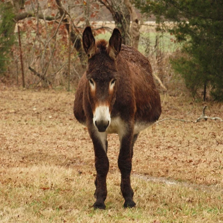 Huff's Mammoth Jackstock and Draft Mules - The Herd