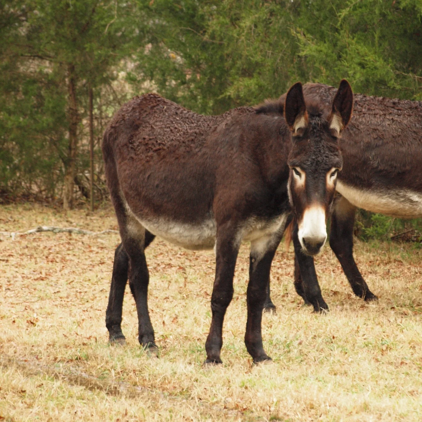 Huff's Mammoth Jackstock and Draft Mules - The Herd
