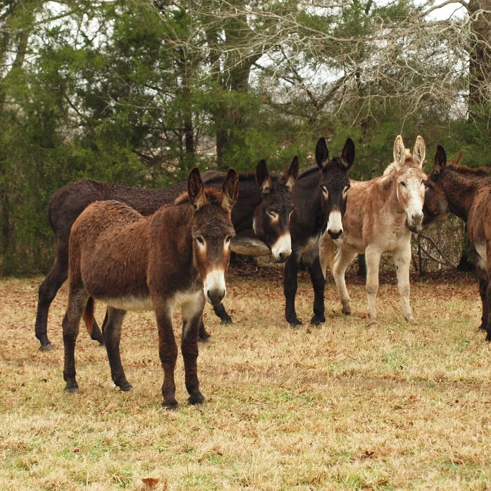 Huff's Mammoth Jackstock and Draft Mules - The Herd