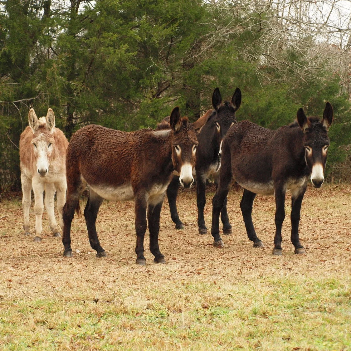 Huff's Mammoth Jackstock and Draft Mules - The Herd