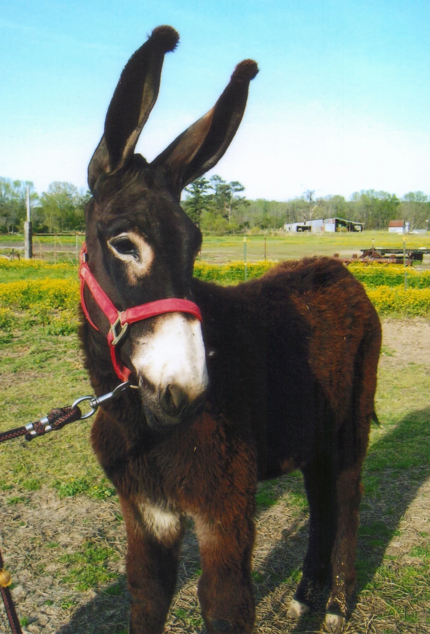 Huff's Mammoth Jackstock and Draft Mules - Current Mammoth Jacks