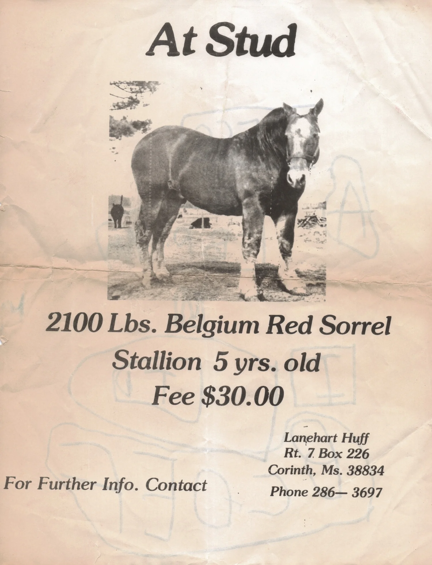 Huff's Mammoth Jackstock and Draft Mules - Previous Belgian Stallions