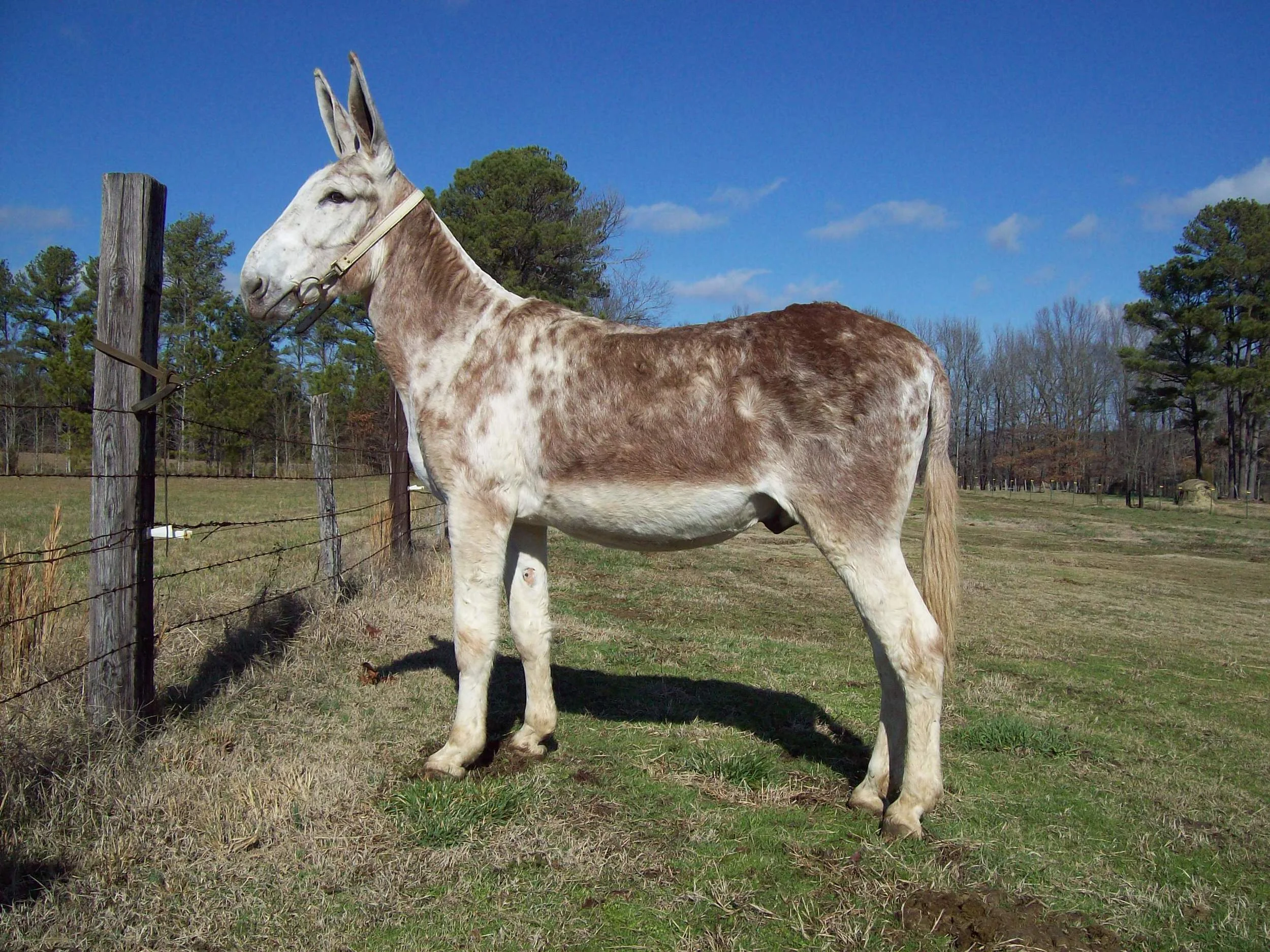 Huff's Mammoth Jackstock and Draft Mules - Previous Mammoth Jacks