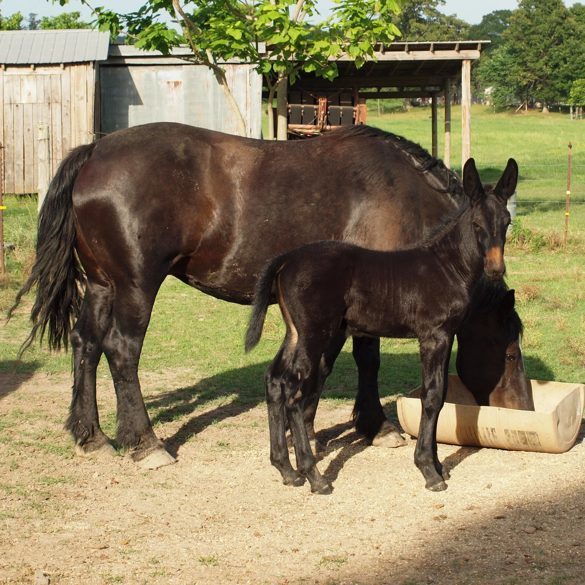 Huff's Mammoth Jackstock and Draft Mules - Horse Mules