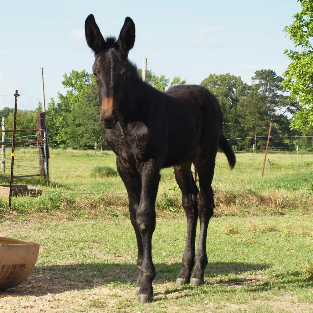 Huff's Mammoth Jackstock and Draft Mules - Horse Mules