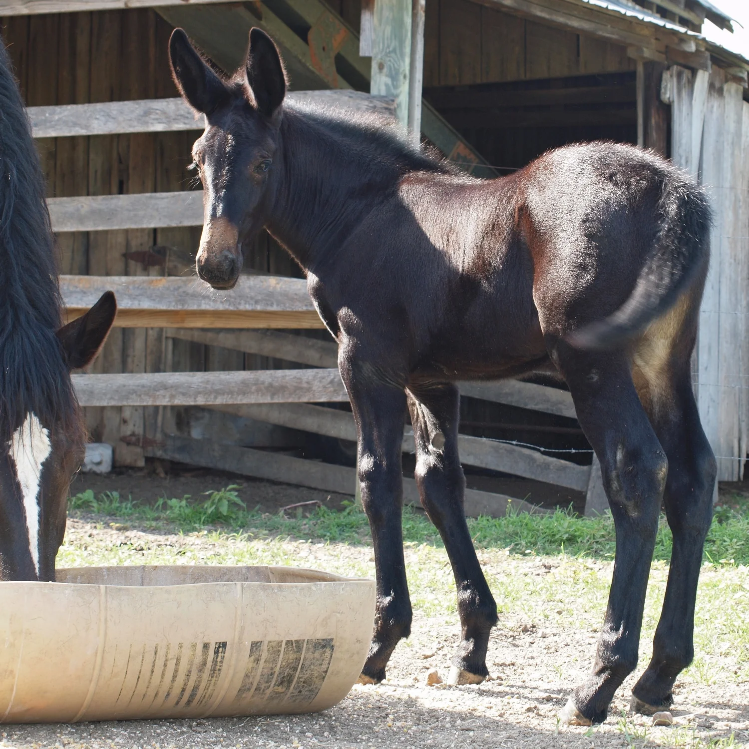 Huff's Mammoth Jackstock and Draft Mules - Horse Mules