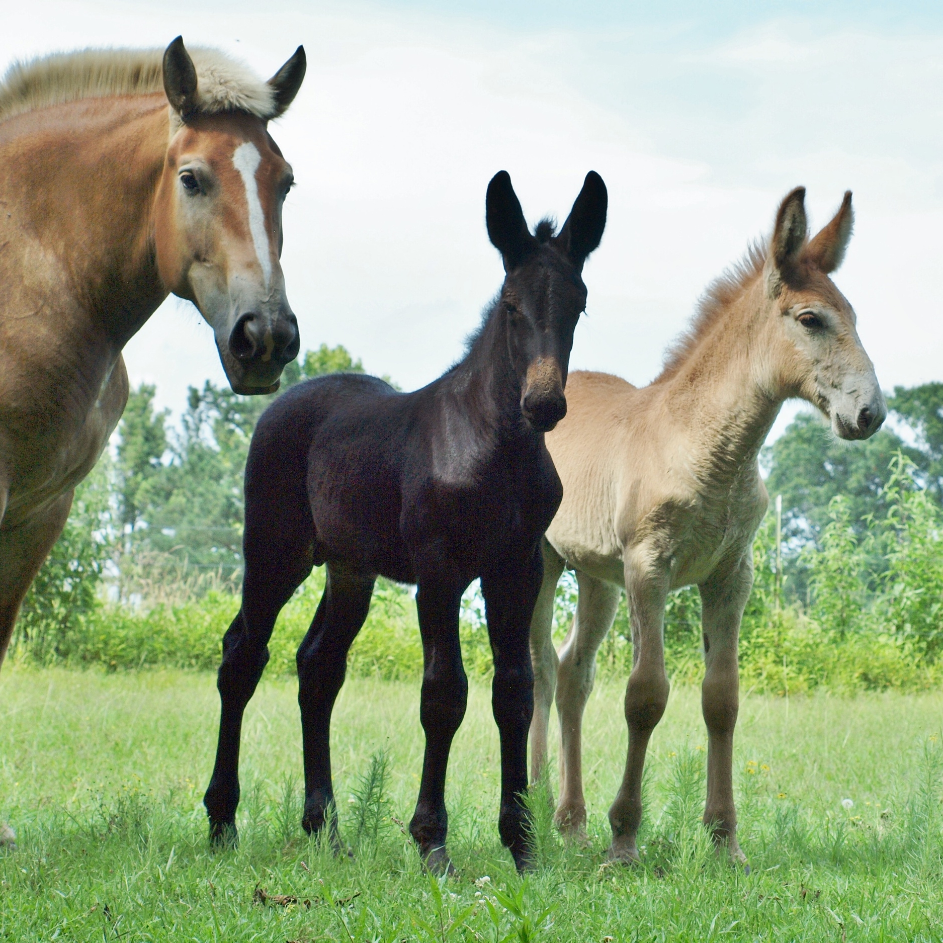 Huff's Mammoth Jackstock and Draft Mules - Horse Mules