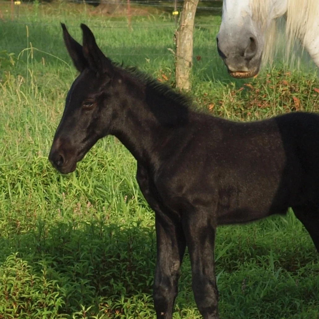 Huff's Mammoth Jackstock and Draft Mules - Horse Mules