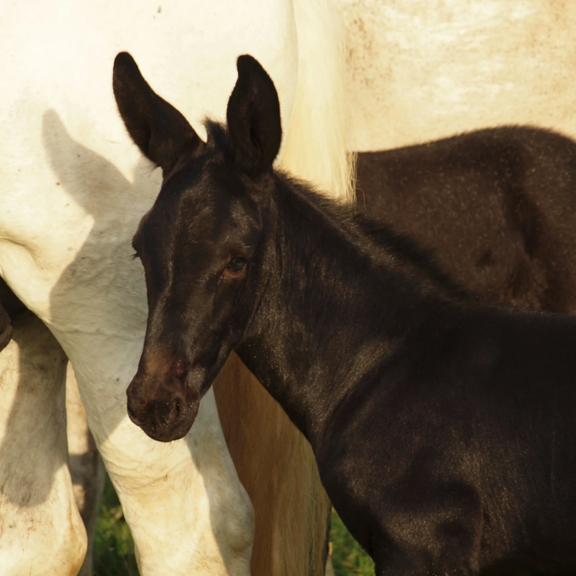 Huff's Mammoth Jackstock and Draft Mules - Horse Mules