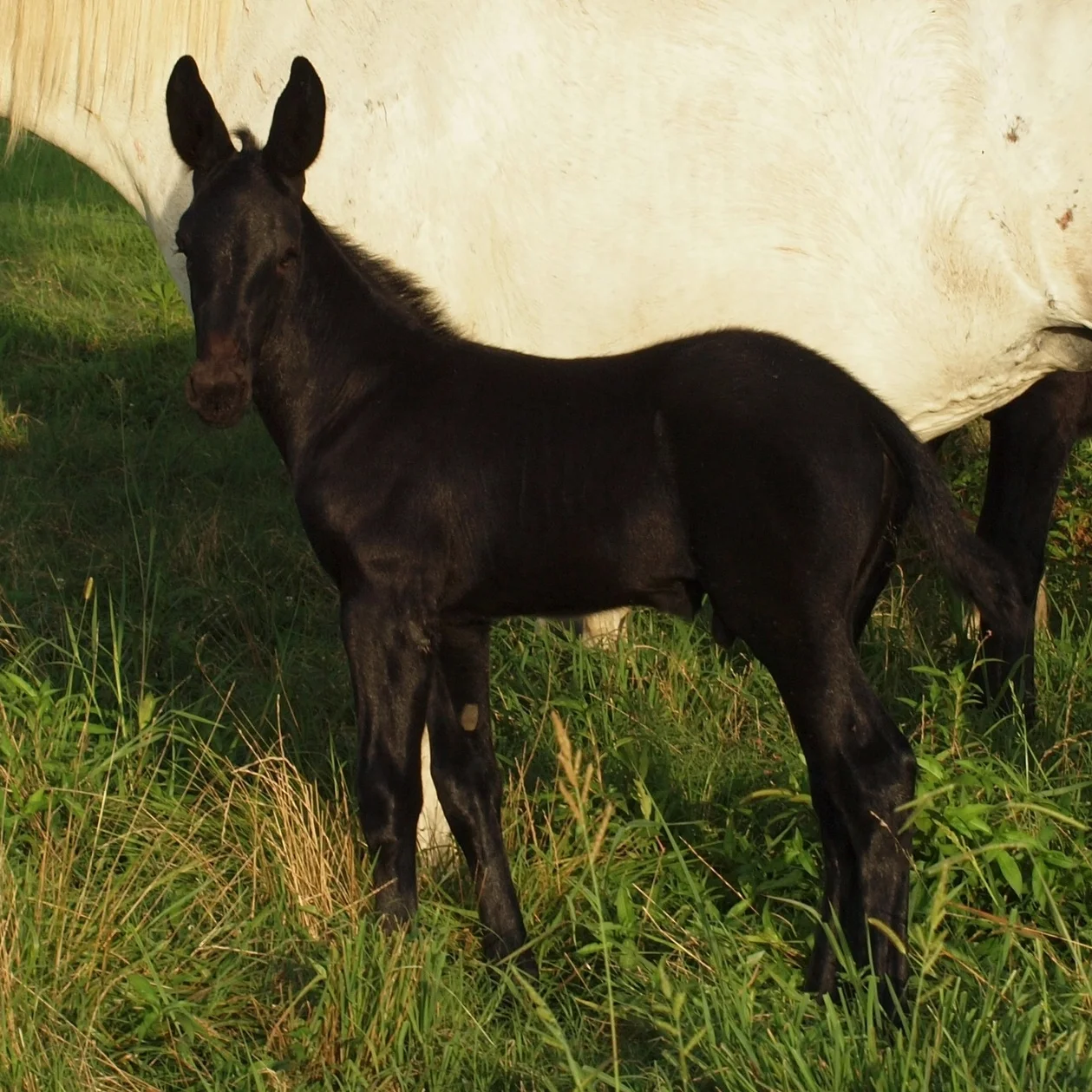Huff's Mammoth Jackstock and Draft Mules - Horse Mules