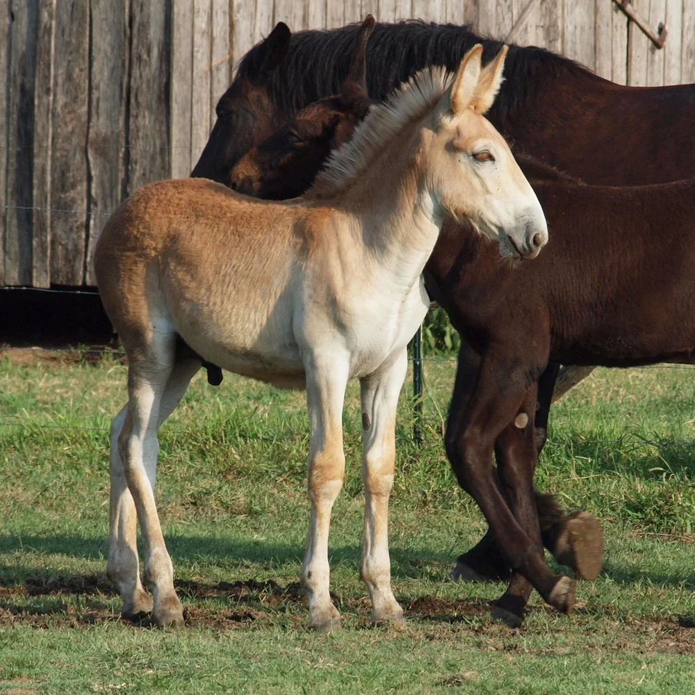 Huff's Mammoth Jackstock and Draft Mules - Horse Mules