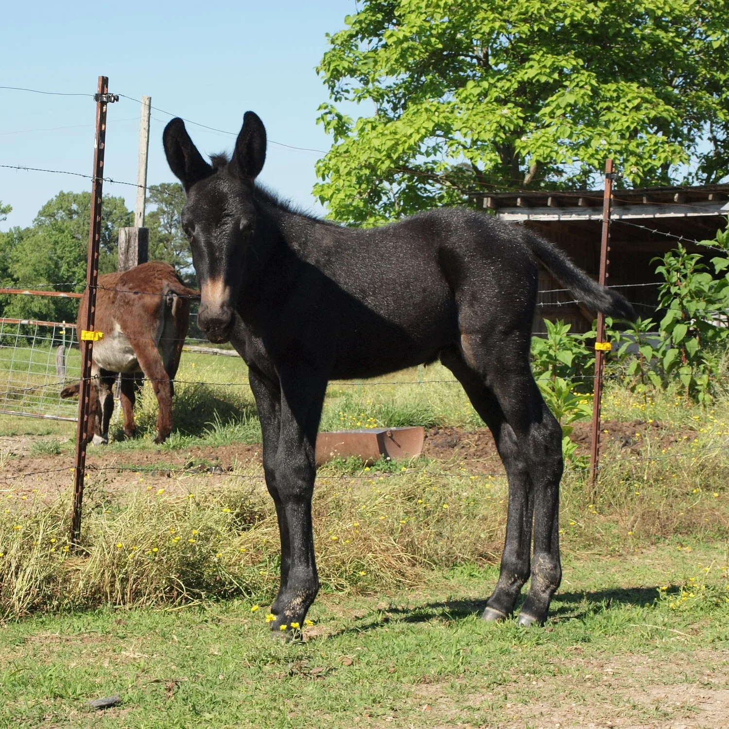 Huff's Mammoth Jackstock and Draft Mules - Horse Mules