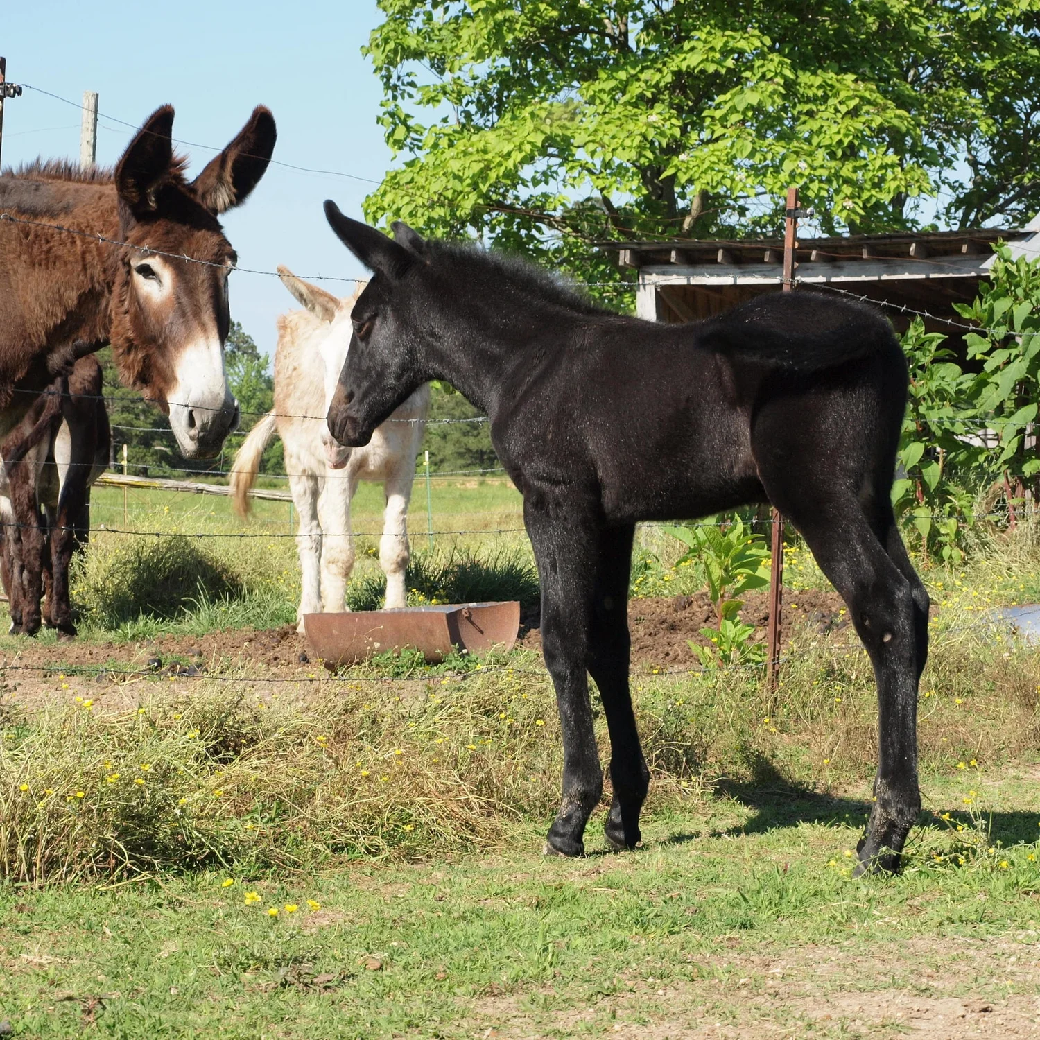 Huff's Mammoth Jackstock and Draft Mules - Horse Mules