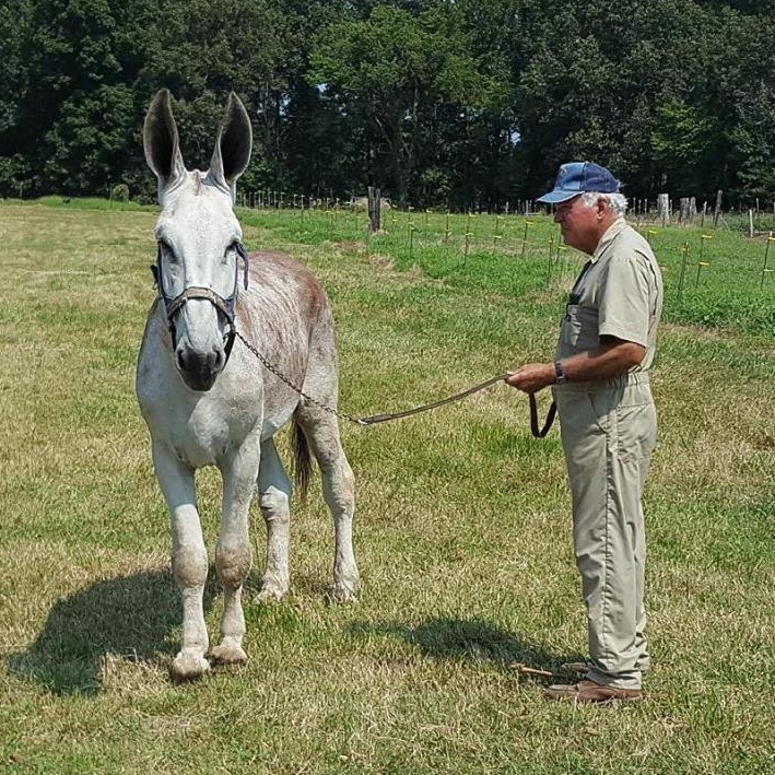 Huff's Mammoth Jackstock and Draft Mules - Current Mammoth Jacks