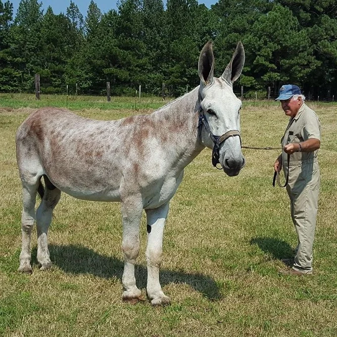 Huff's Mammoth Jackstock and Draft Mules - Current Mammoth Jacks