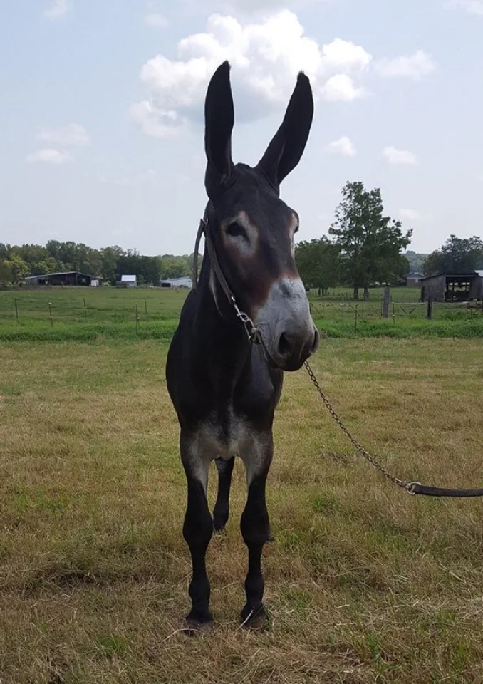 Huff's Mammoth Jackstock and Draft Mules - Current Mammoth Jacks