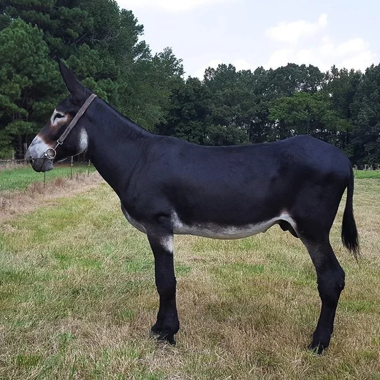 Huff's Mammoth Jackstock and Draft Mules - Current Mammoth Jacks