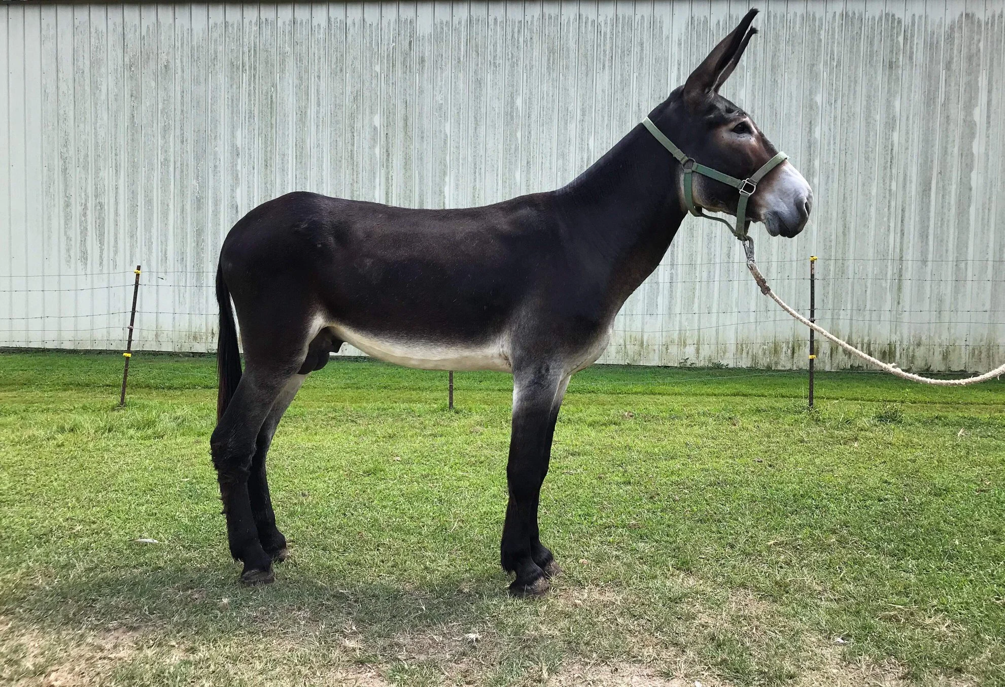 Huff's Mammoth Jackstock and Draft Mules - Current Mammoth Jacks