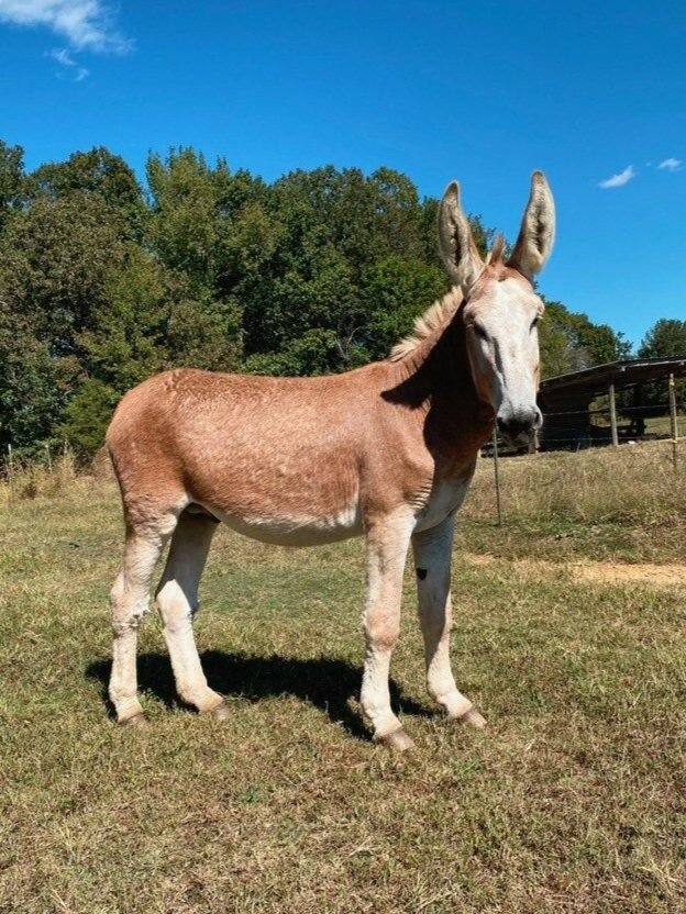 Huff's Mammoth Jackstock and Draft Mules - Current Mammoth Jacks