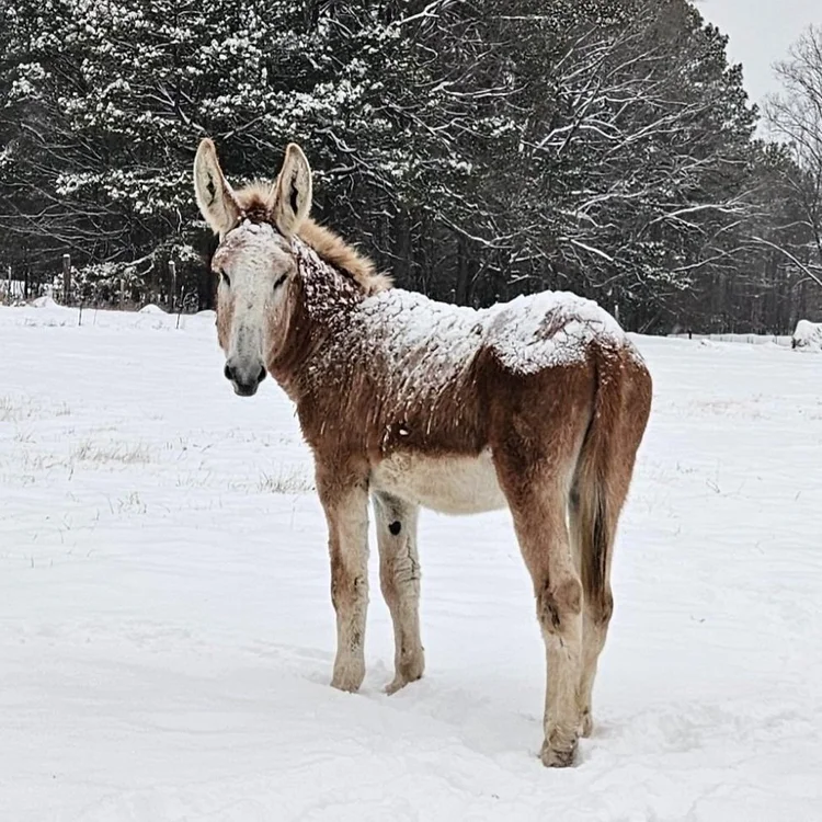 Huff's Mammoth Jackstock and Draft Mules - Current Mammoth Jacks