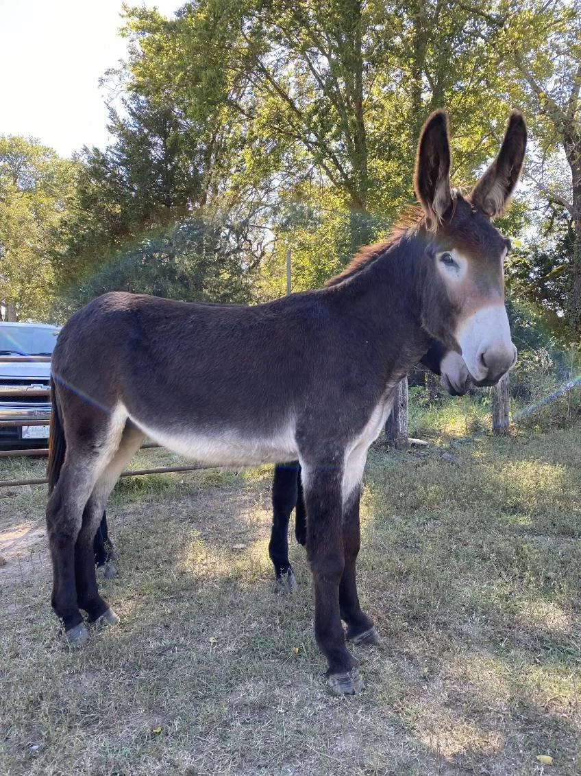 Huff's Mammoth Jackstock and Draft Mules - The Herd