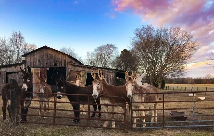 Huff's Mammoth Jackstock and Draft Mules - The Herd
