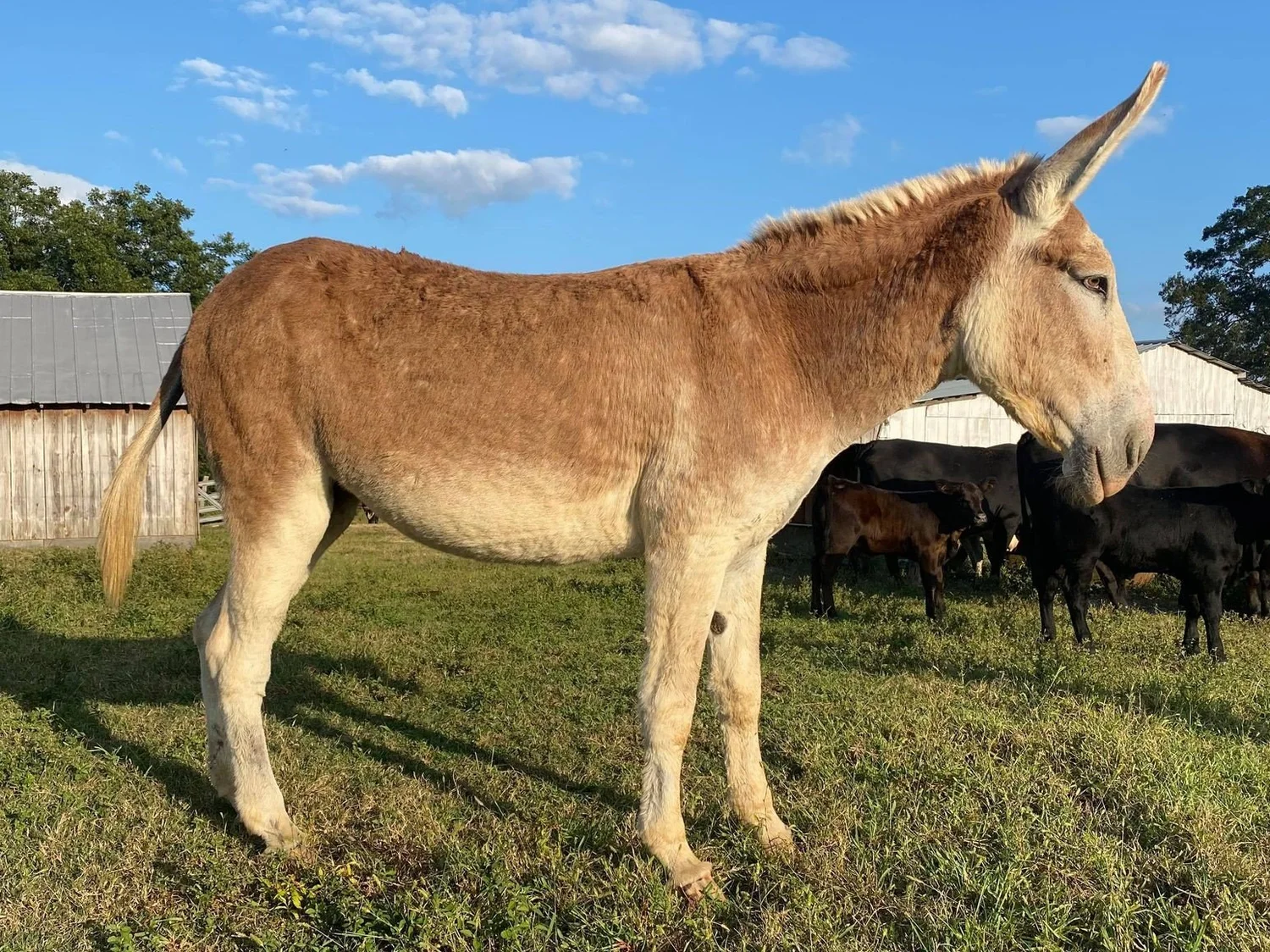 Huff's Mammoth Jackstock and Draft Mules - Mammoth Jennets