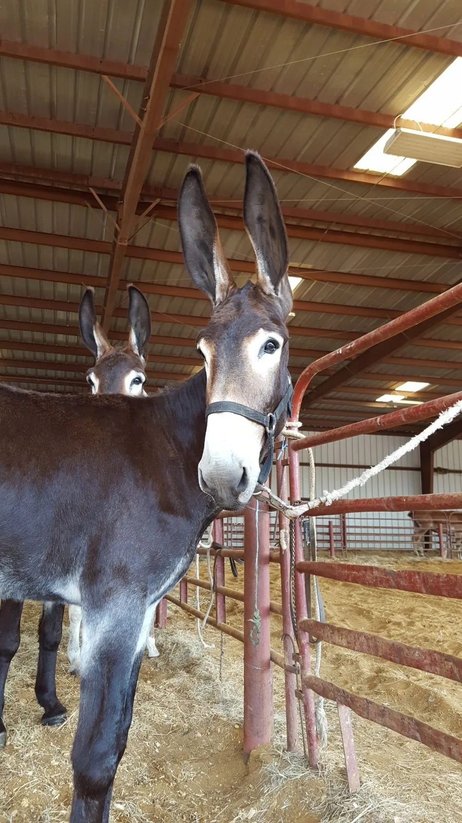 Huff's Mammoth Jackstock and Draft Mules - Farm Gallery