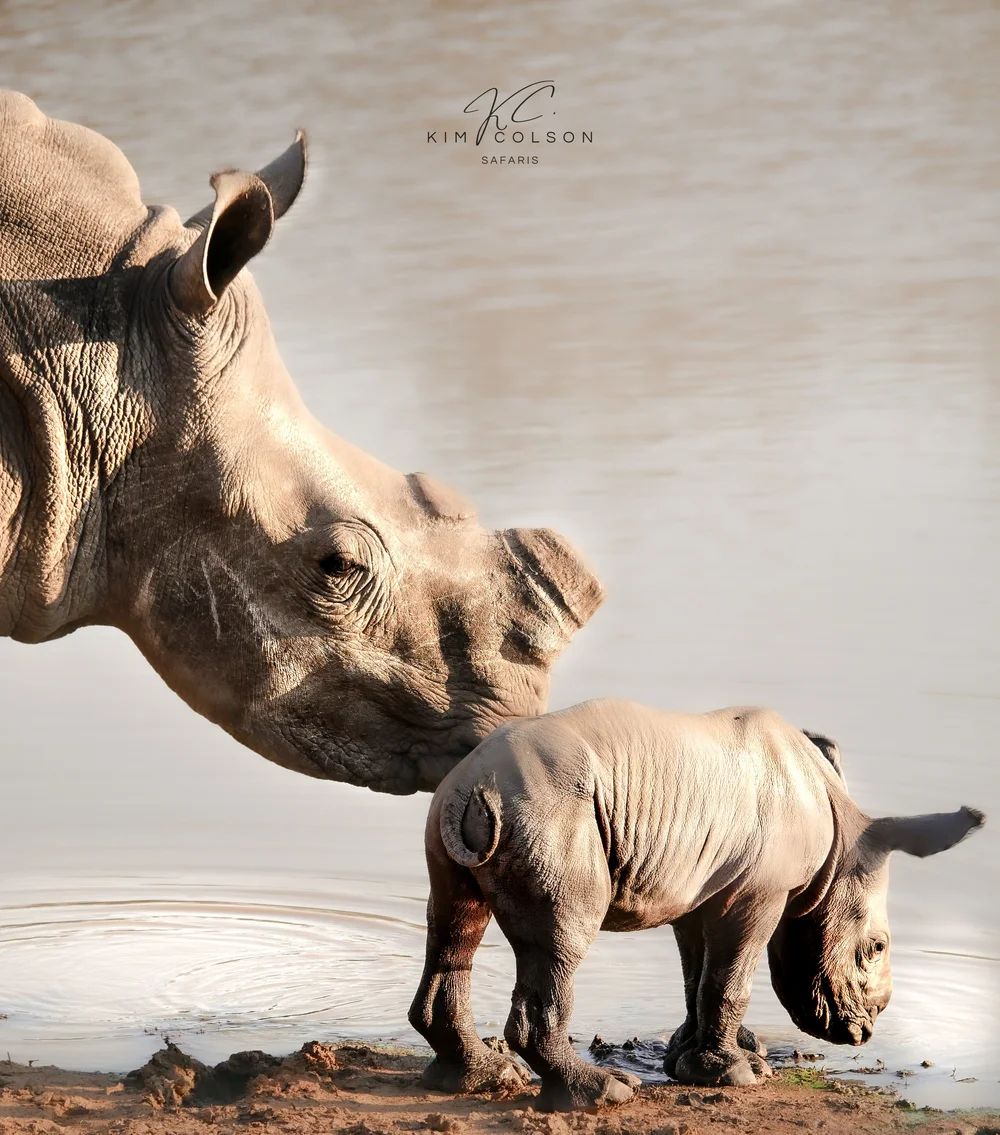 RHINO REVOLUTION
