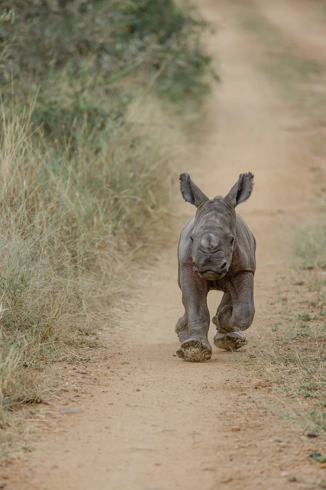 RHINO REVOLUTION