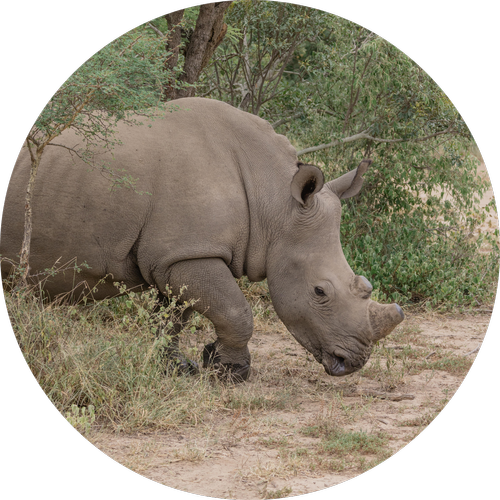 RHINO REVOLUTION