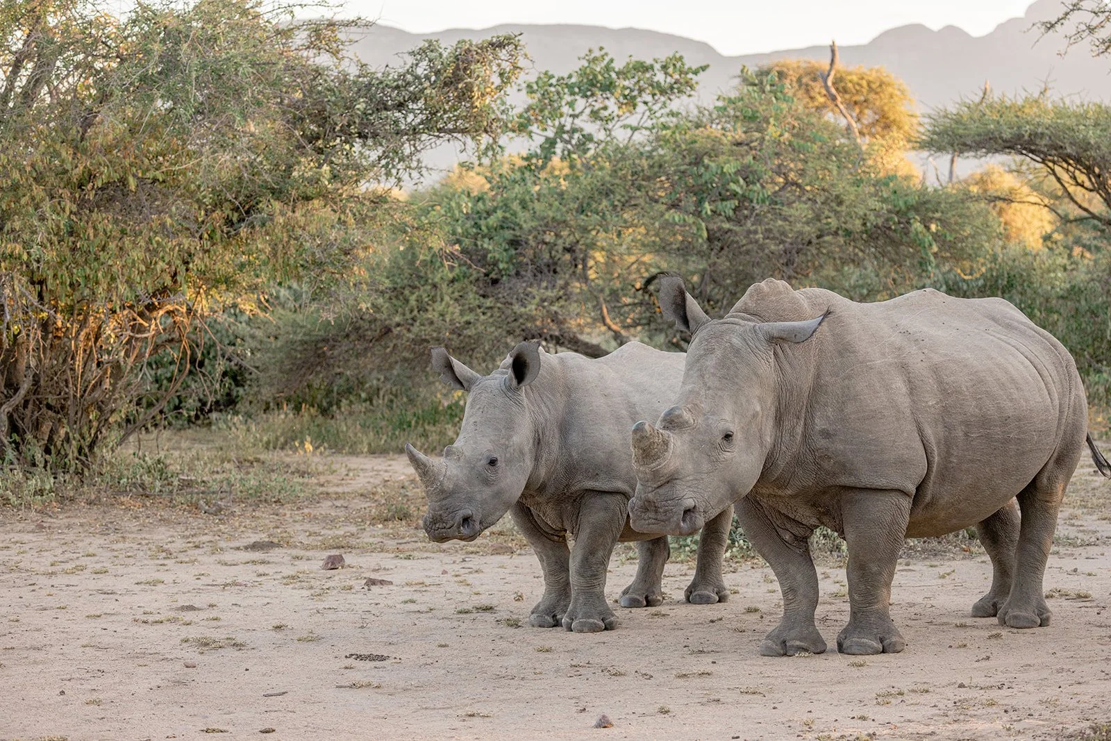 Rewilding, Breeding & Relocation — RHINO REVOLUTION