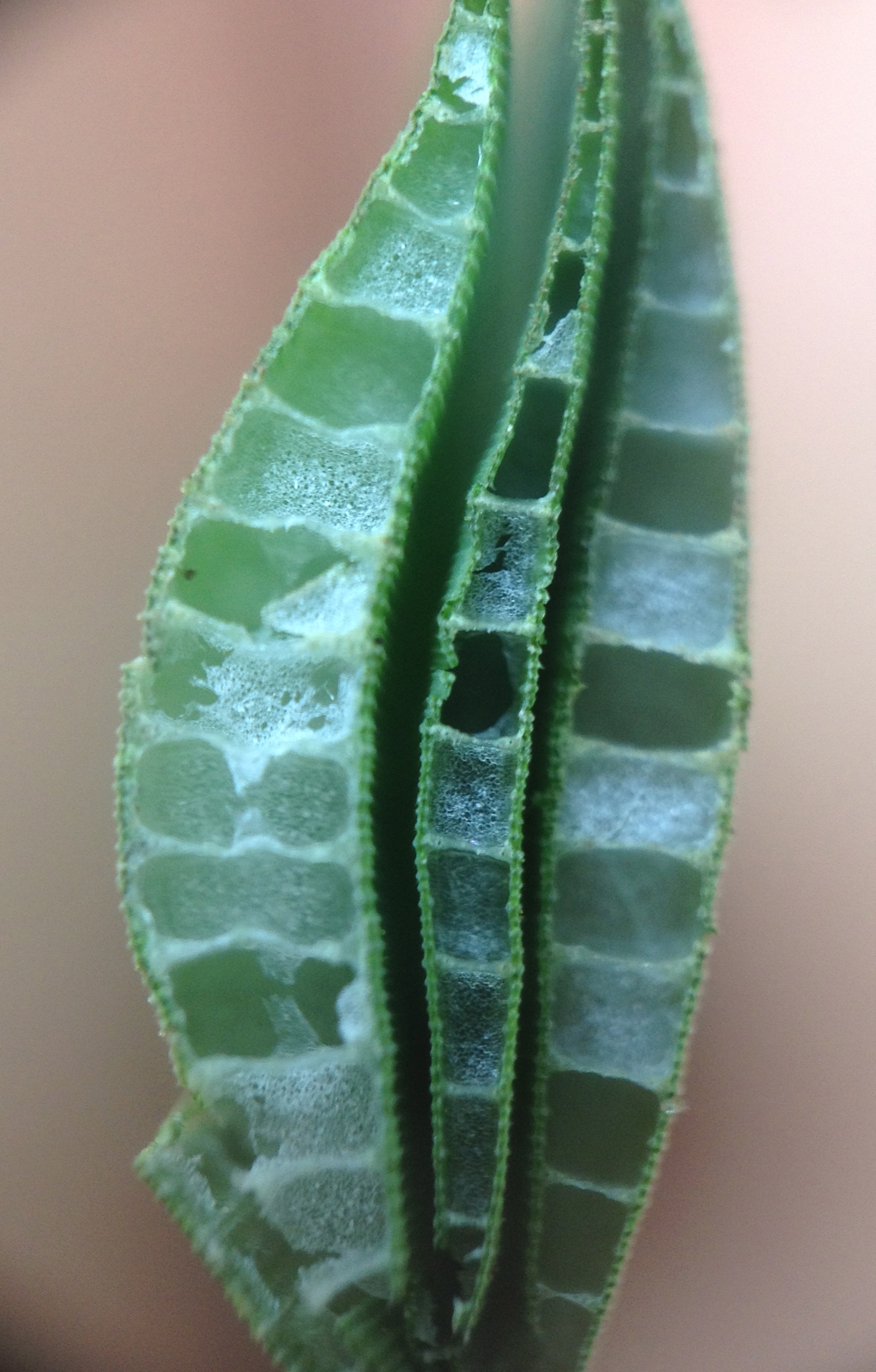 Goodness Graminoids! — Meet the Green