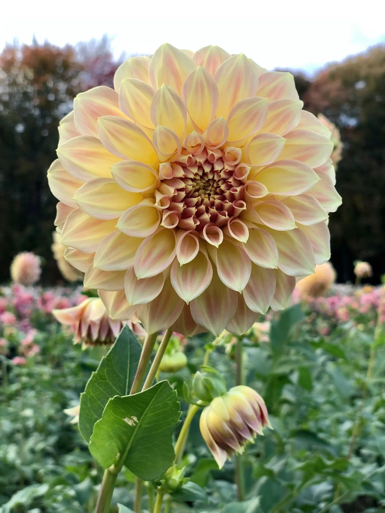 Bracken Sarah — FIVEFORK FARMS