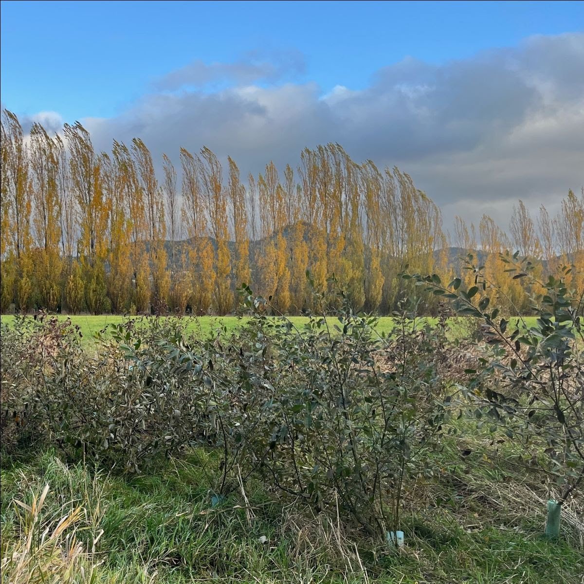 Restoring Connection at Tangled Thicket — Snohomish Conservation District