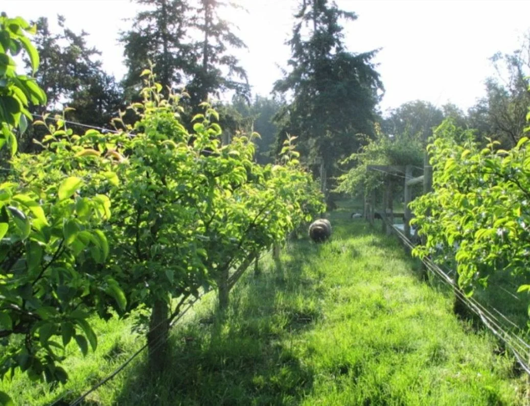 The Science & Beauty of Silvopasture — Snohomish Conservation District