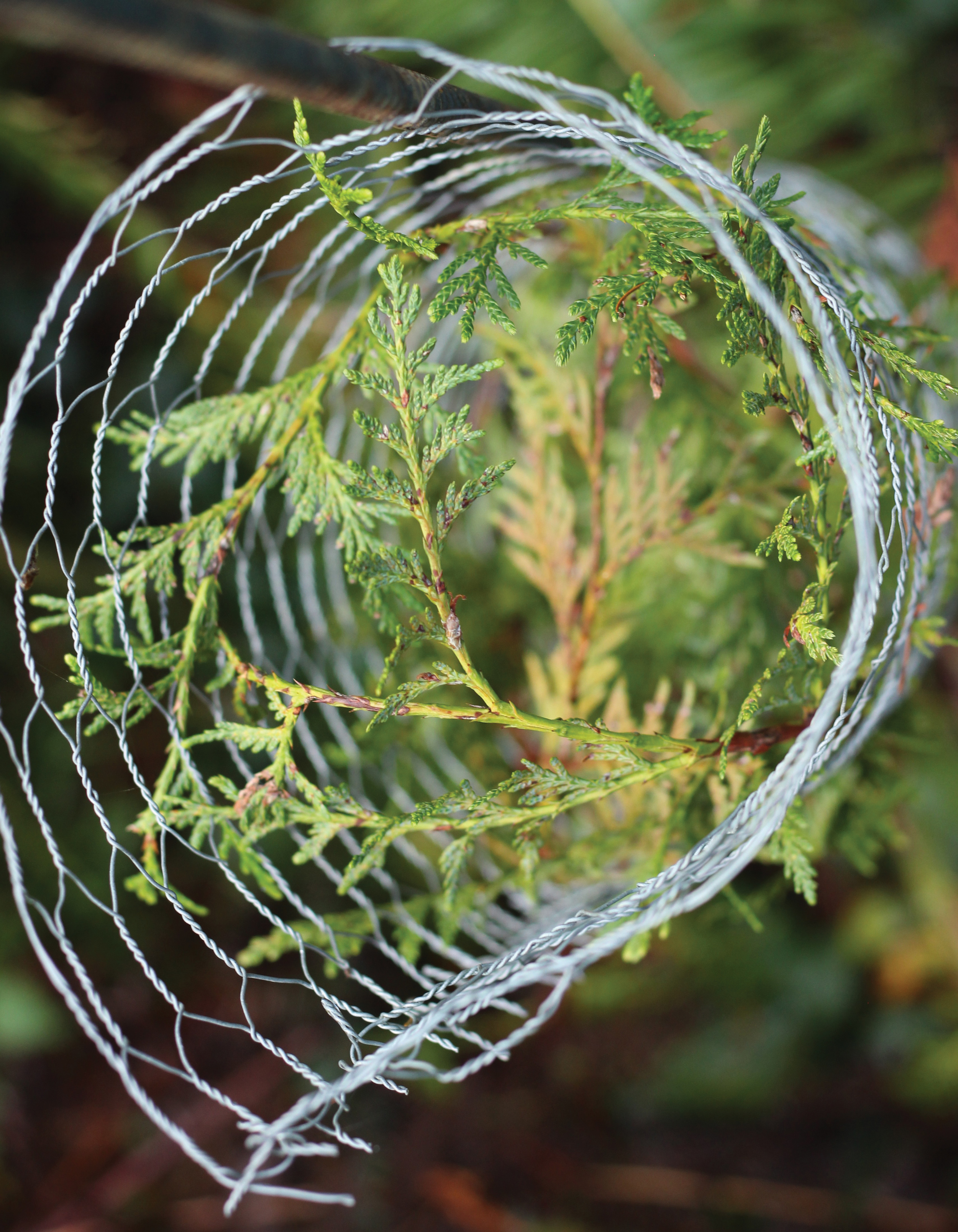 Protecting Young Conifer Seedlings — Snohomish Conservation District
