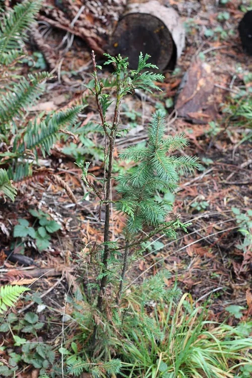 Protecting Young Conifer Seedlings — Snohomish Conservation District