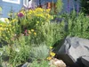 GoodBye Lawn - Hello Veggies, Eco-yards and Pollinators — Snohomish ...