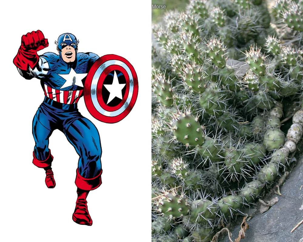 Native Plants are Superheroes! — Snohomish Conservation District