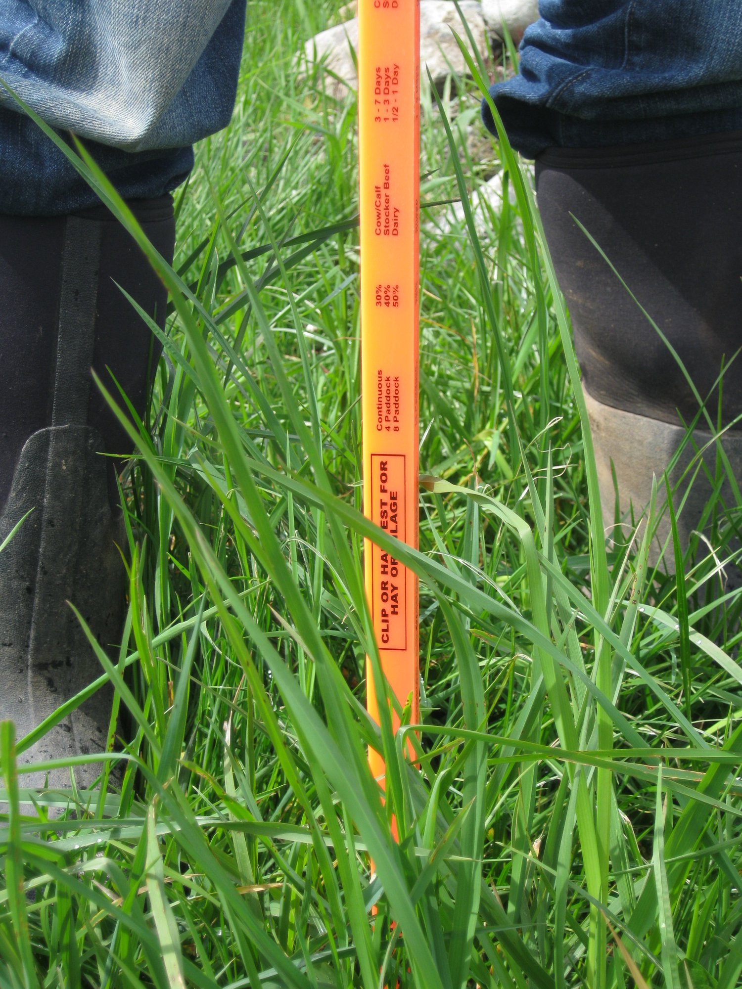 Spring Pastures: What to Consider Before First Turnout — Snohomish ...