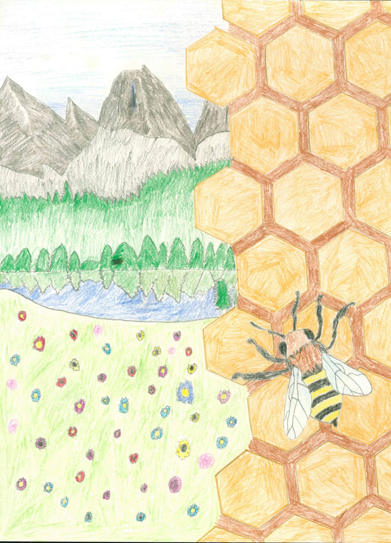 Pollinator Art Contest Winners Gallery — Snohomish Conservation District