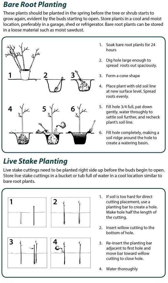 How to Plant Your Plants - Bare-root, Plugs, Potted and Live Stakes ...