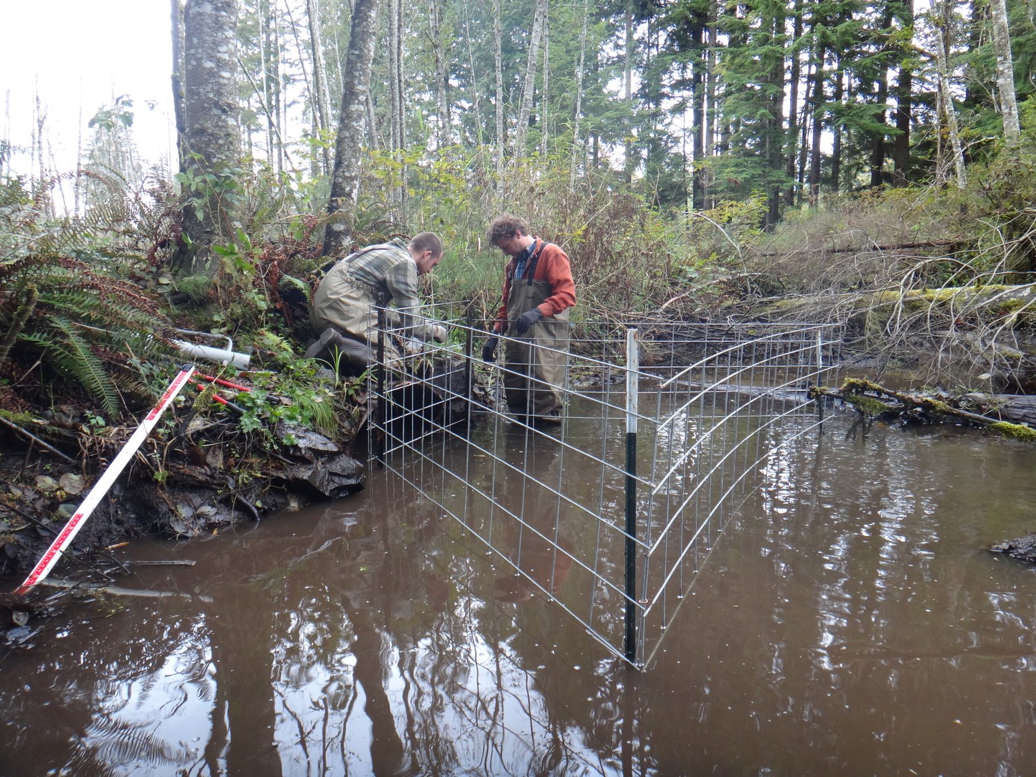 Living with Beavers — Snohomish Conservation District