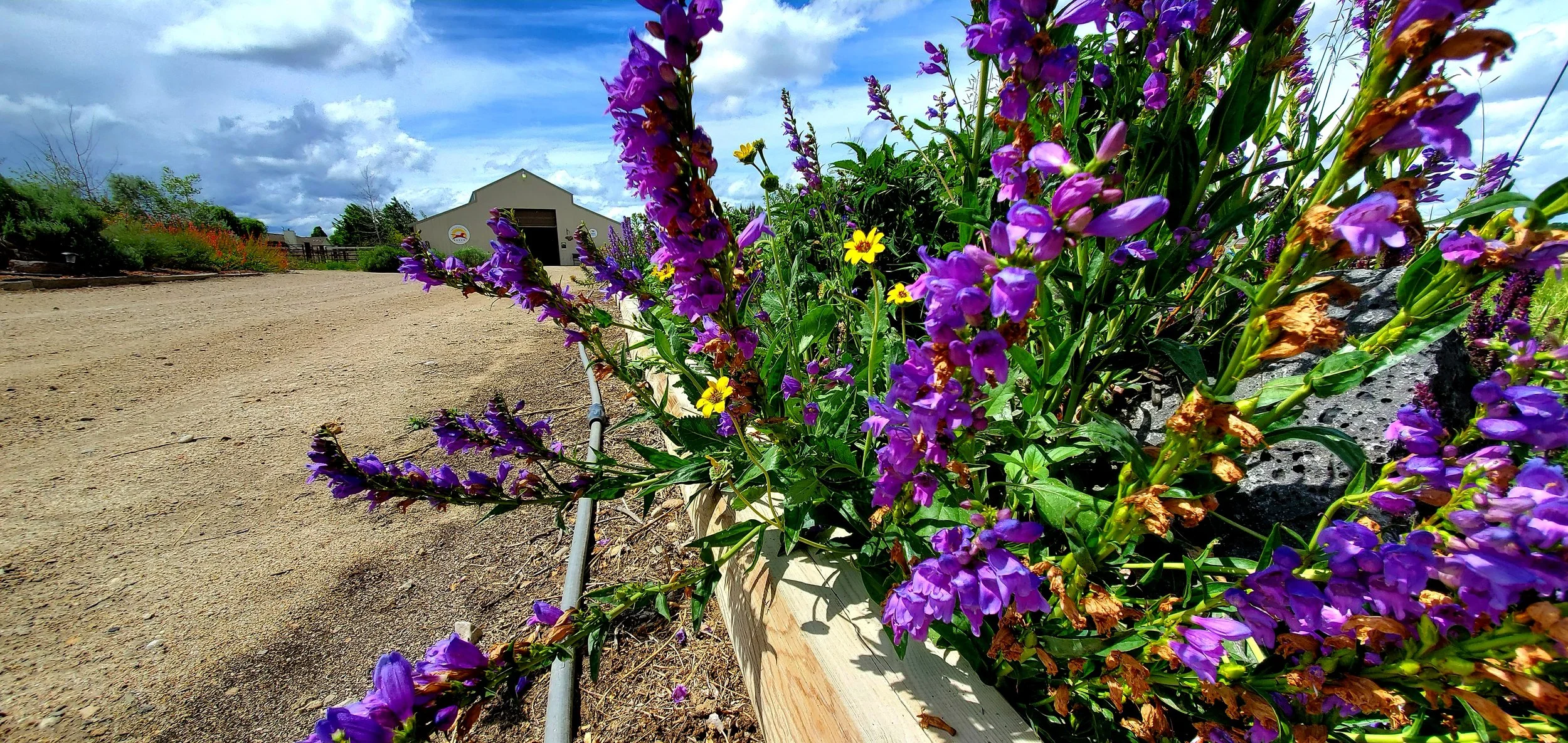 Nature-based Solutions to Horse Keeping Challenges — Snohomish ...