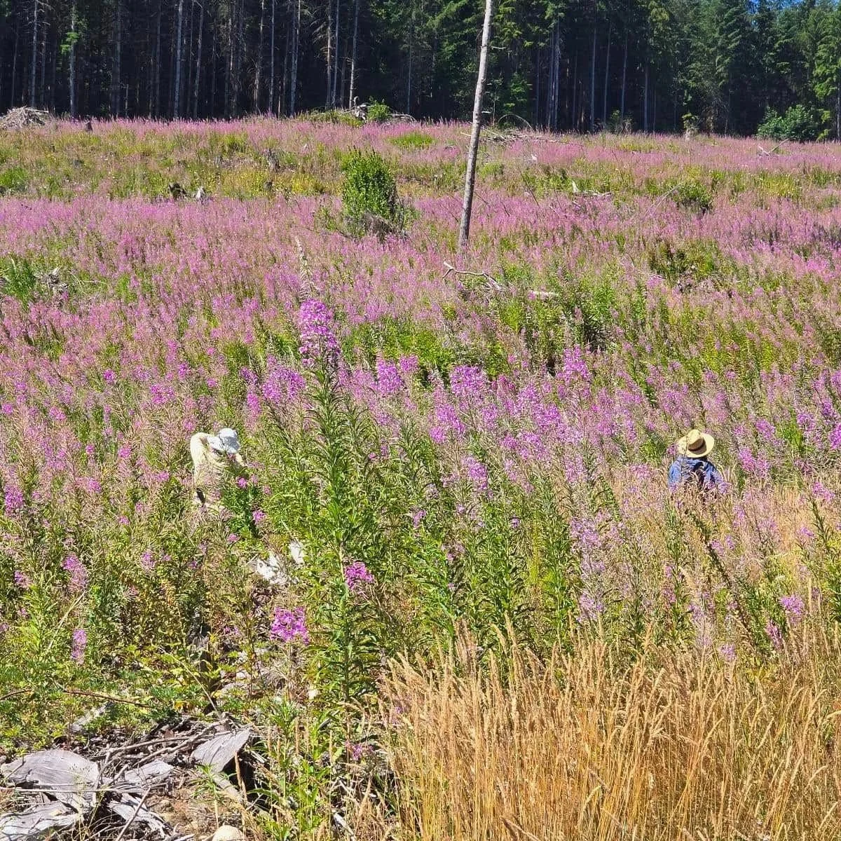 The Original Agroforesters: In Conversation with Lindsey Crofoot, MNR ...