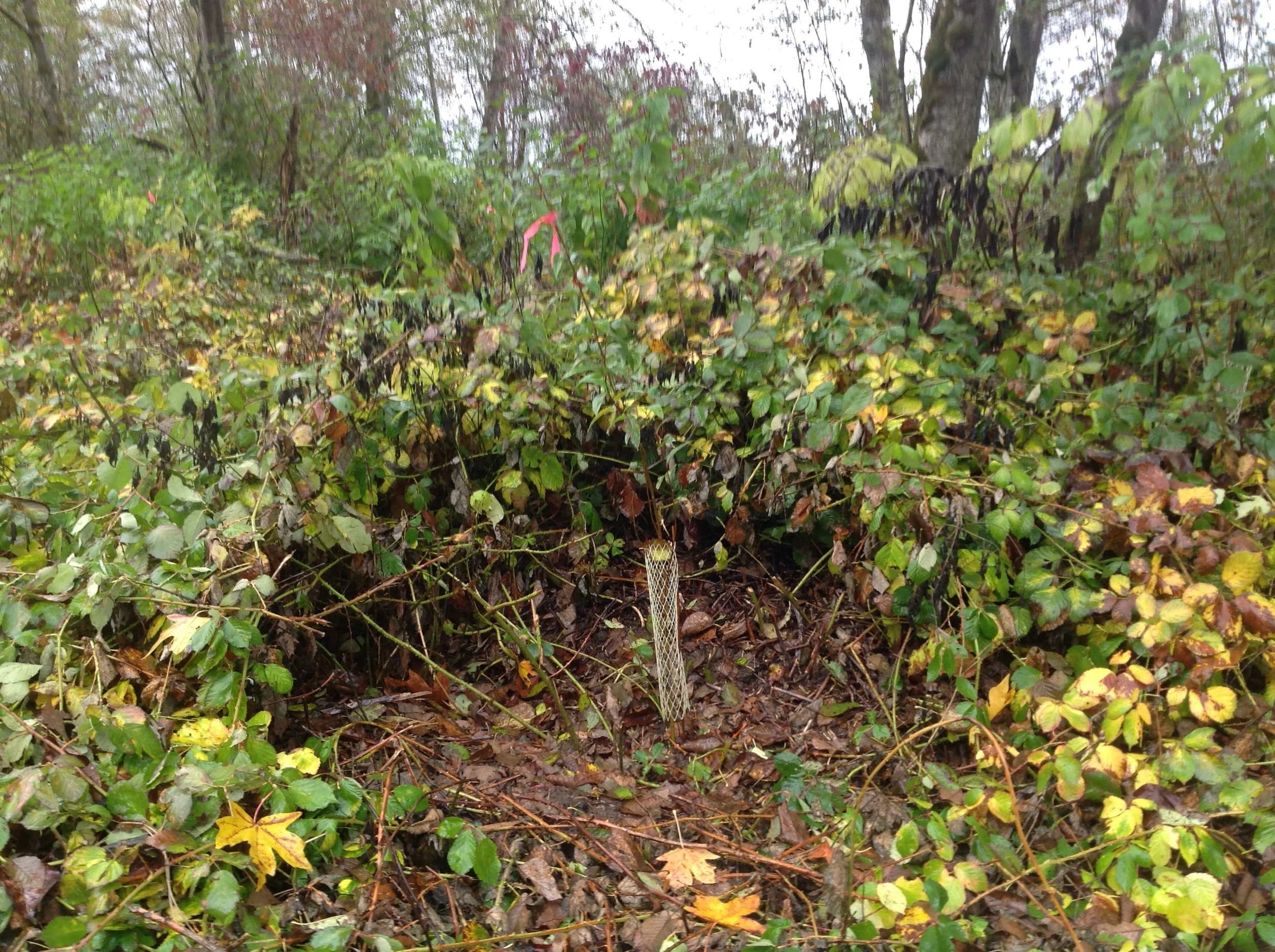 Unraveling Knotweed in the Lower Skykomish — Snohomish Conservation ...