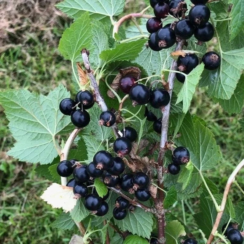 Fruit to Nuts: Raising Cane Ranch’s Food Forest — Snohomish ...