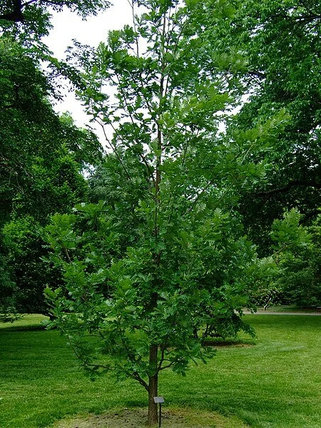 UCF Tree Selection — Snohomish Conservation District