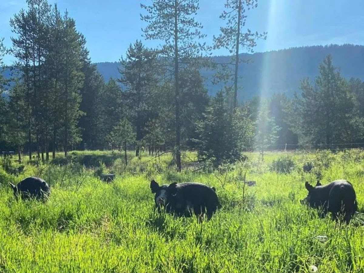 The Science & Beauty of Silvopasture — Snohomish Conservation District